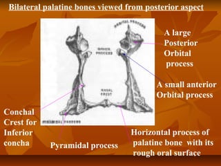 Palatine bone | PPT