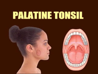 Palatine tonsil | PPT | Ear, Nose and Throat Conditions | Diseases and ...