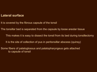 Palatine tonsil | PPT