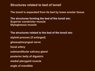 Palatine tonsil | PPT