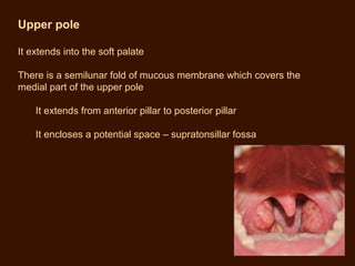 Palatine tonsil | PPT
