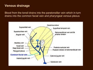 Palatine tonsil | PPT
