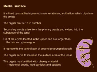 Palatine tonsil | PPT