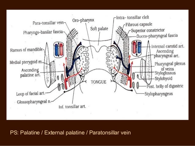 Palatine tonsil