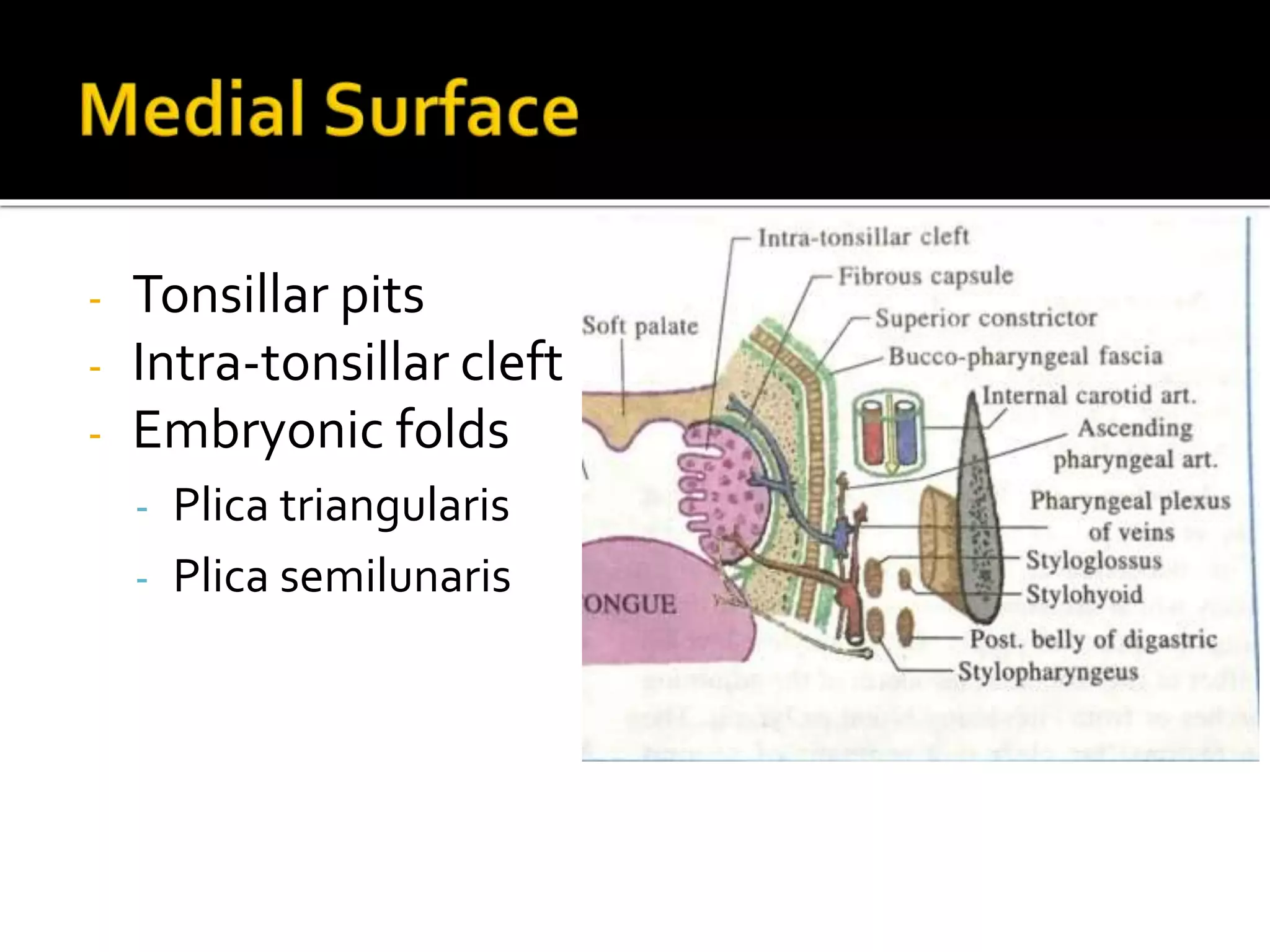 Anatomy of Palatine tonsil | PPTX