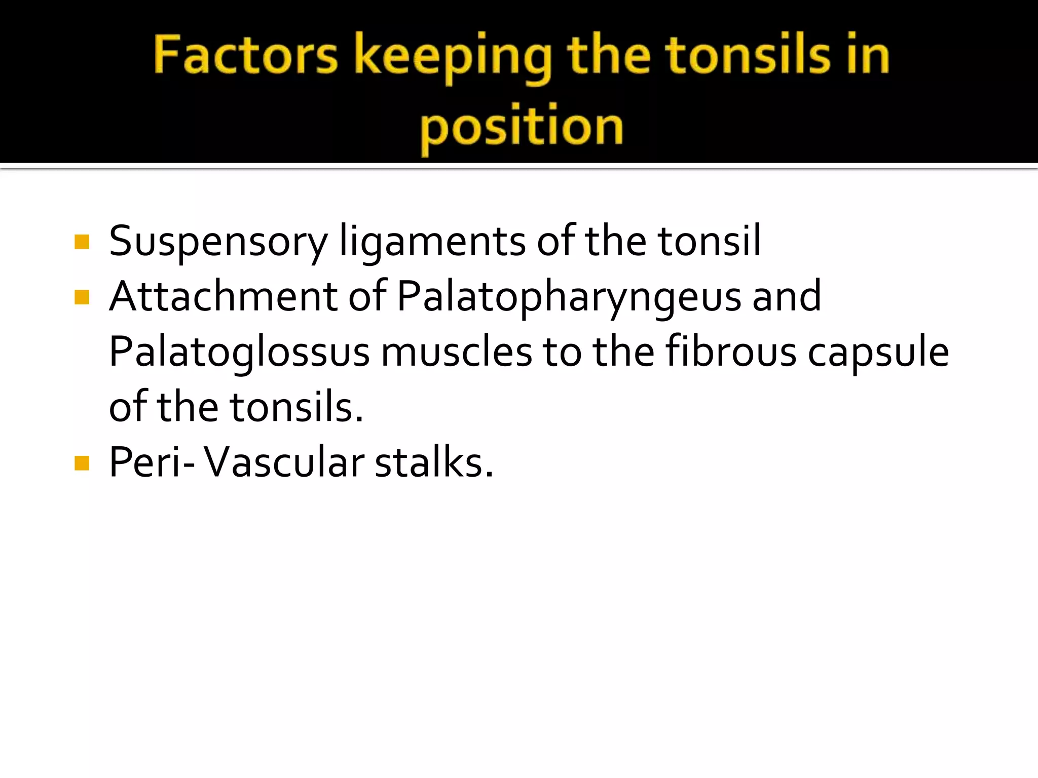 Anatomy of Palatine tonsil | PPTX