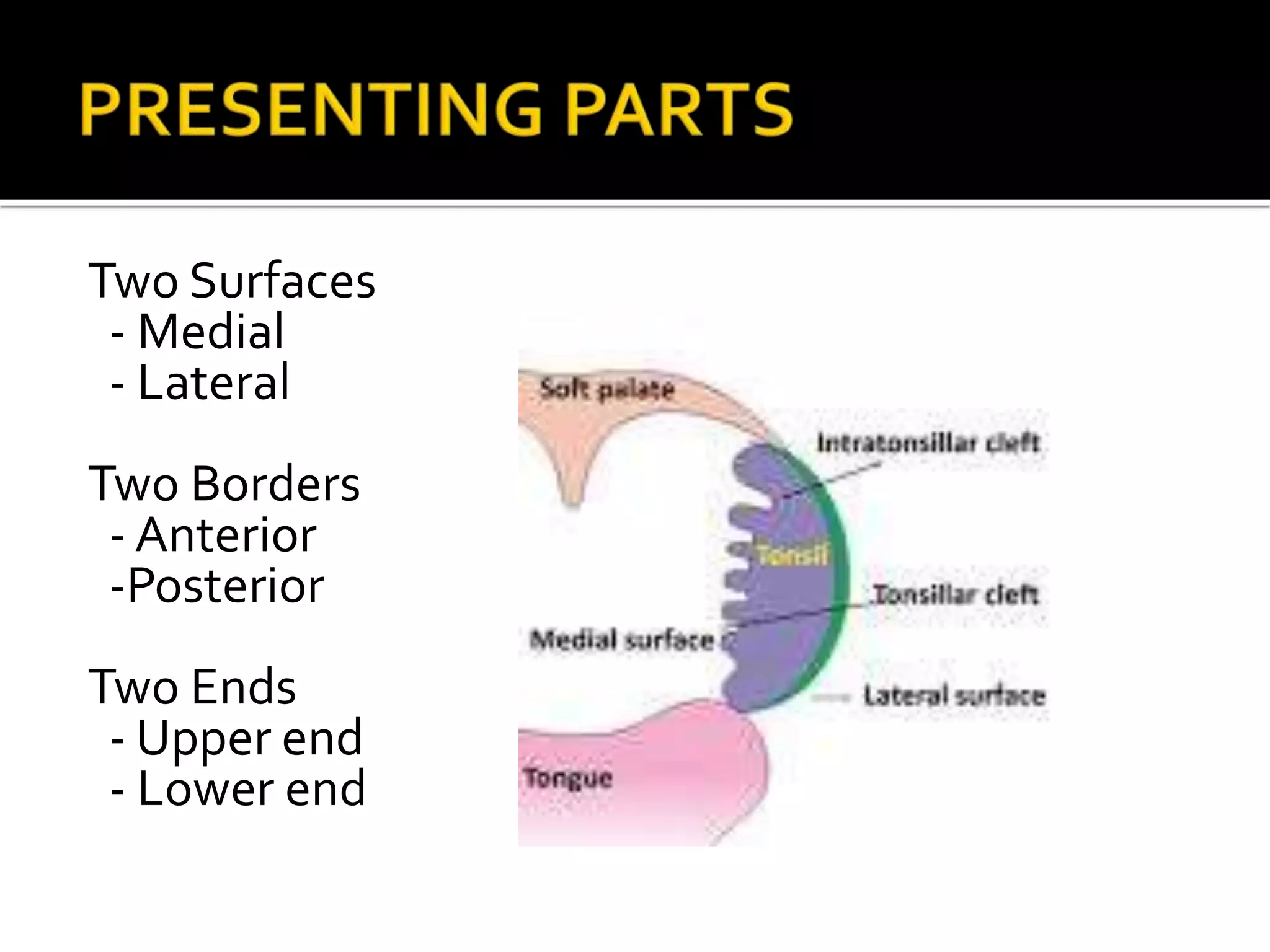 Anatomy of Palatine tonsil | PPTX