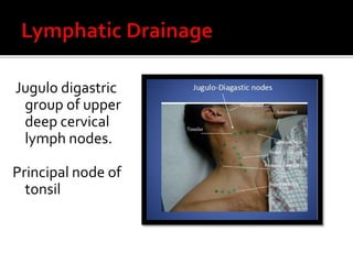 Anatomy of Palatine tonsil | PPTX