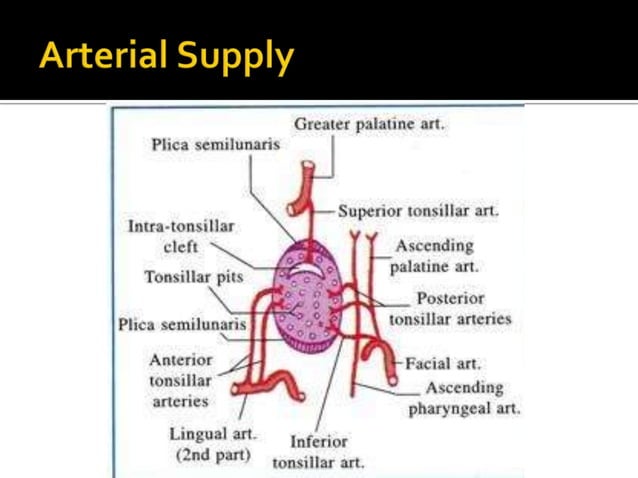 Anatomy of Palatine tonsil | PPT