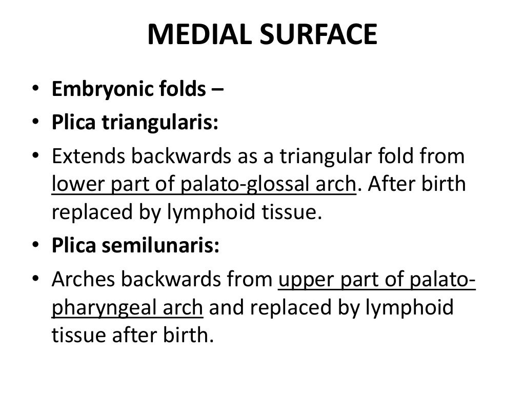 Palatine tonsil.pptx