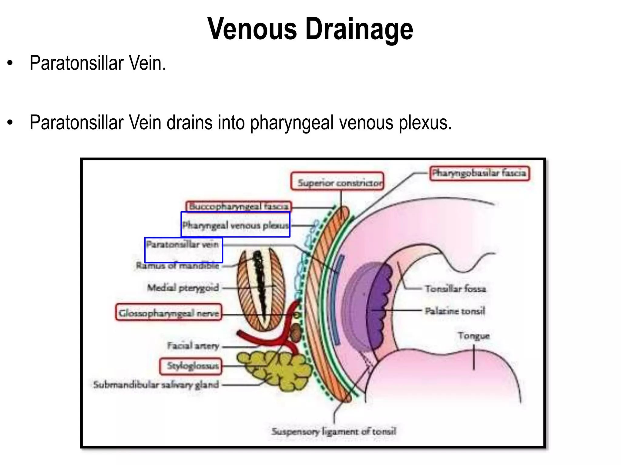 palatine_tonsils.pptx