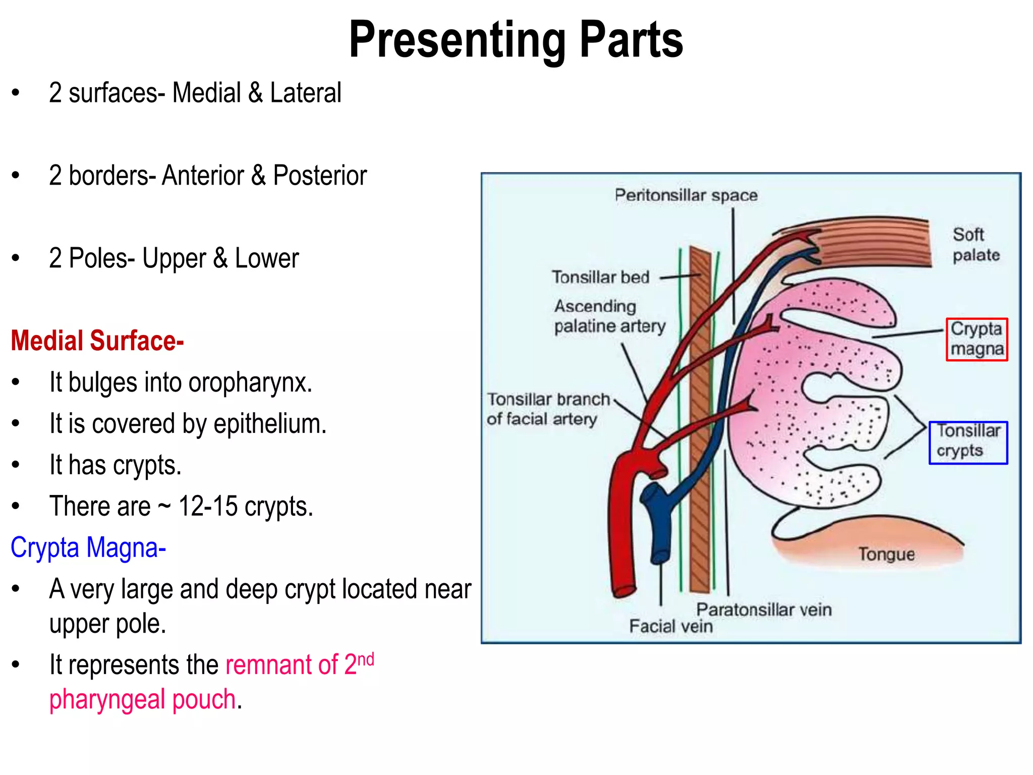 palatine_tonsils.pptx
