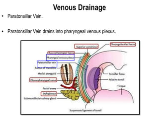 palatine_tonsils.pptx