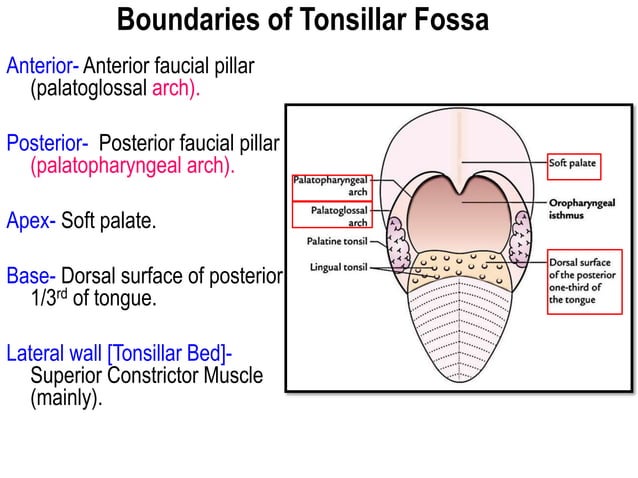 palatine_tonsils.pptx | Ear, Nose and Throat Conditions | Diseases and ...