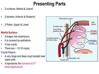 palatine_tonsils.pptx