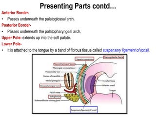 palatine_tonsils.pptx