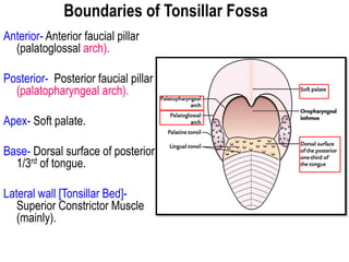Tonsillar Fossa