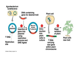 Genetic engineering and Transformation methods | PPTX