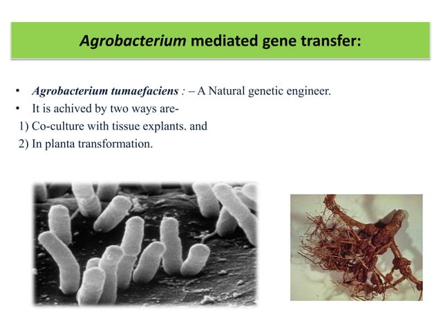 Genetic engineering and Transformation methods | PPTX