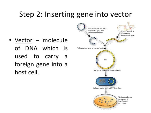 What Is A Vector In Genetic Engineering