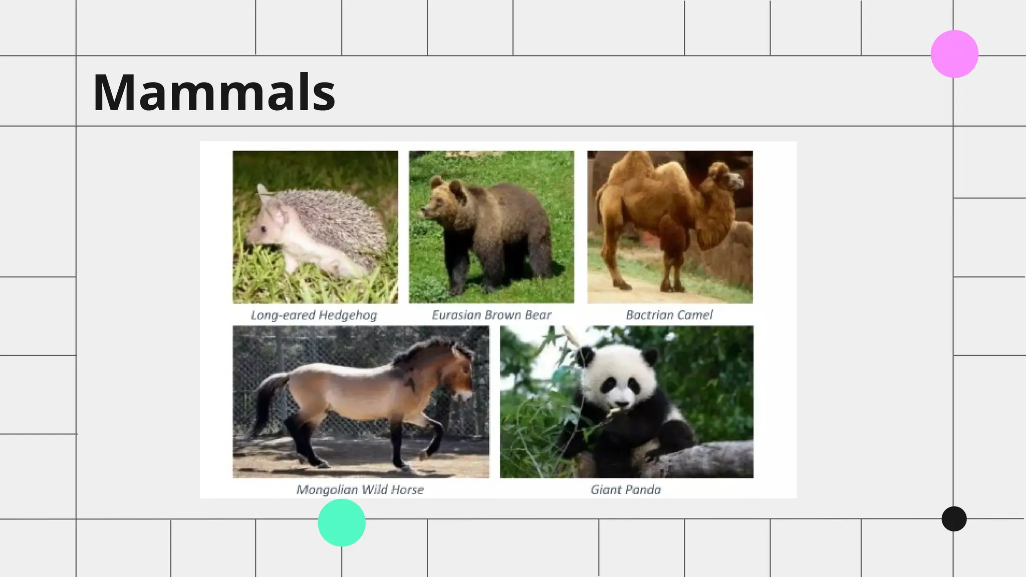 Palearctic Region and its Zoological Characteristics.pptx
