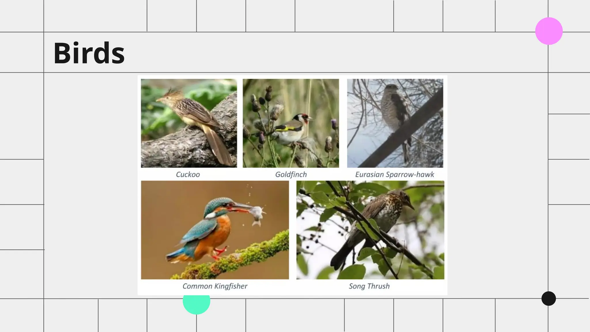 Palearctic Region and its Zoological Characteristics.pptx