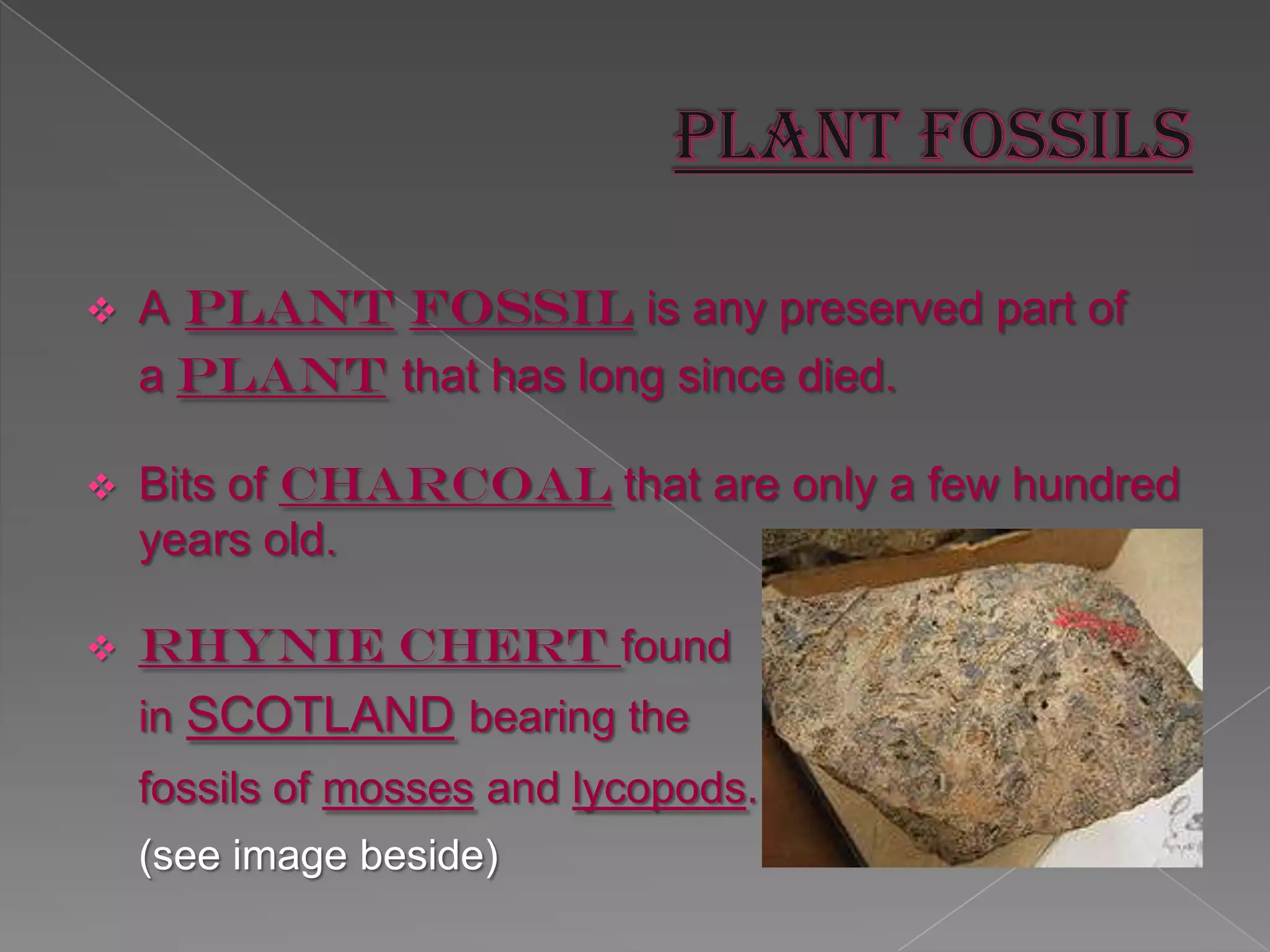 Paleobotany | PPTX