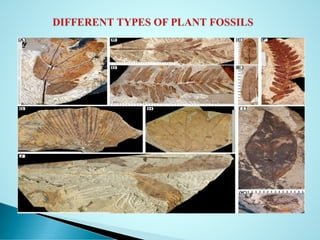 Fossils in Paleobotany Study | PDF