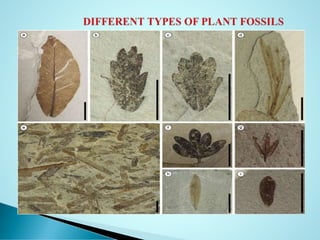 Fossils in Paleobotany Study | PDF