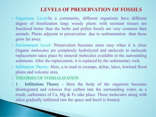 Fossils in Paleobotany Study | PDF