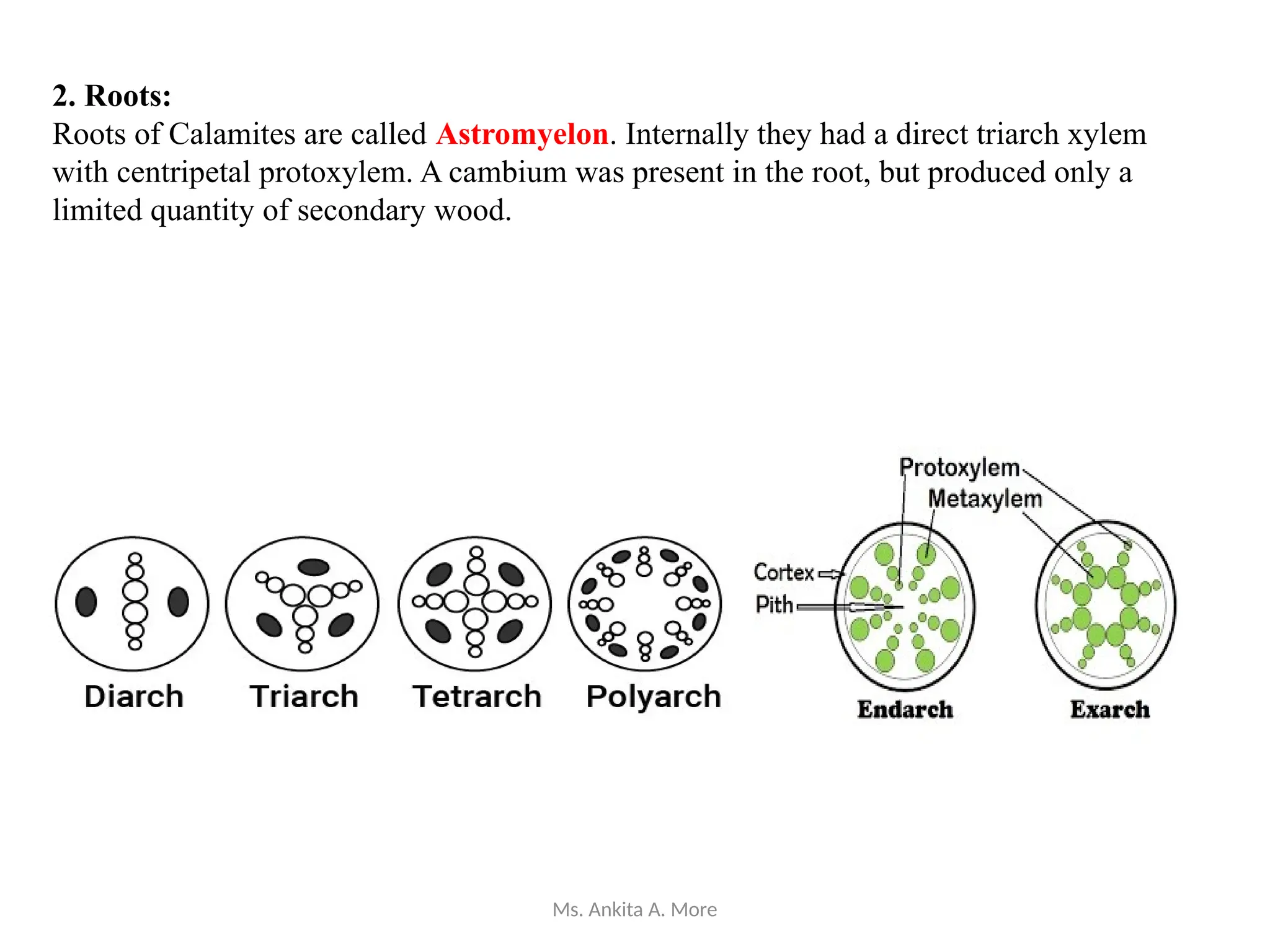 Paleobotany Calamites,Lyginopteris, Pentoxylon, Lepidodendron.pptx