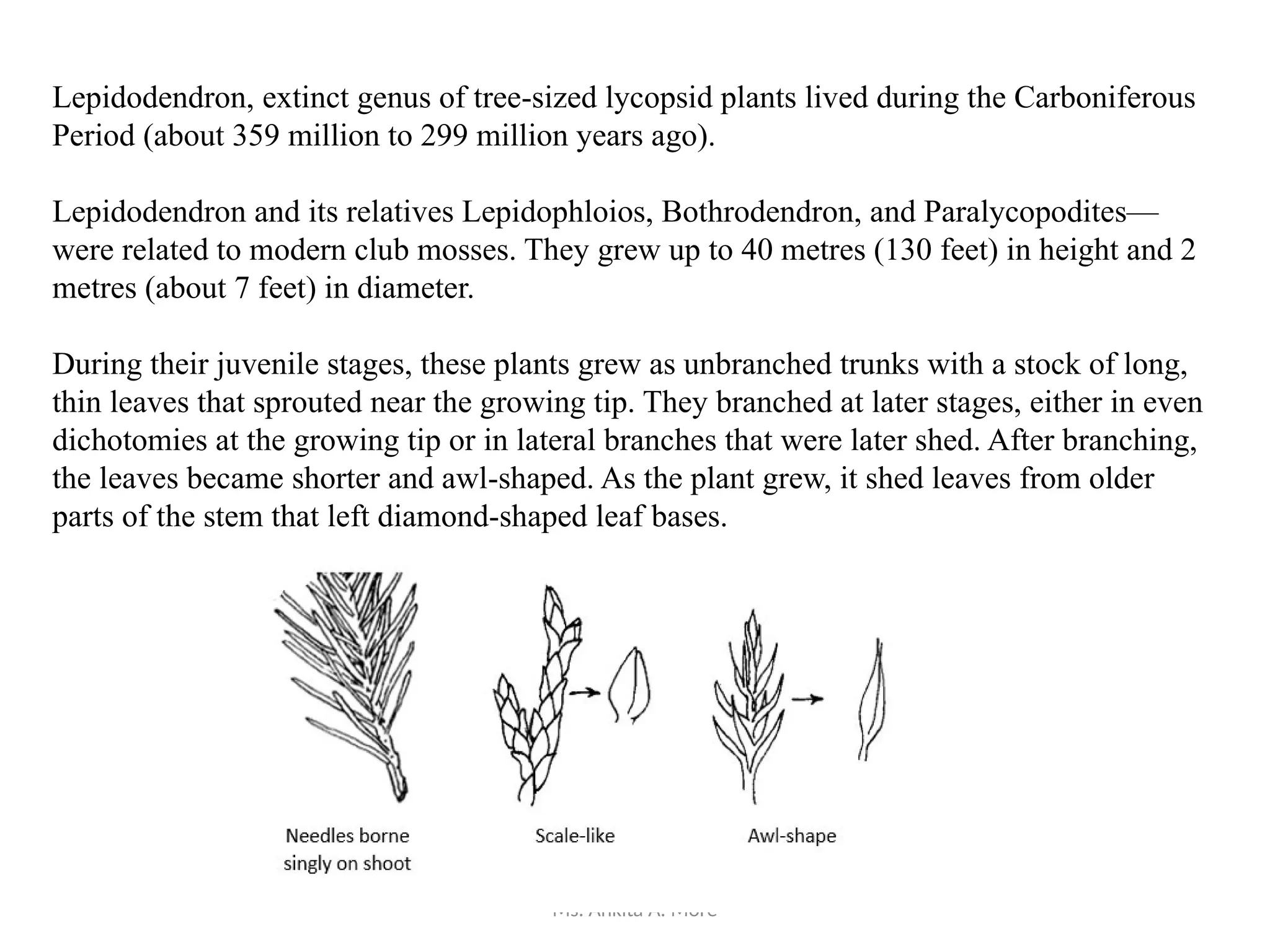 Paleobotany Calamites,Lyginopteris, Pentoxylon, Lepidodendron.pptx