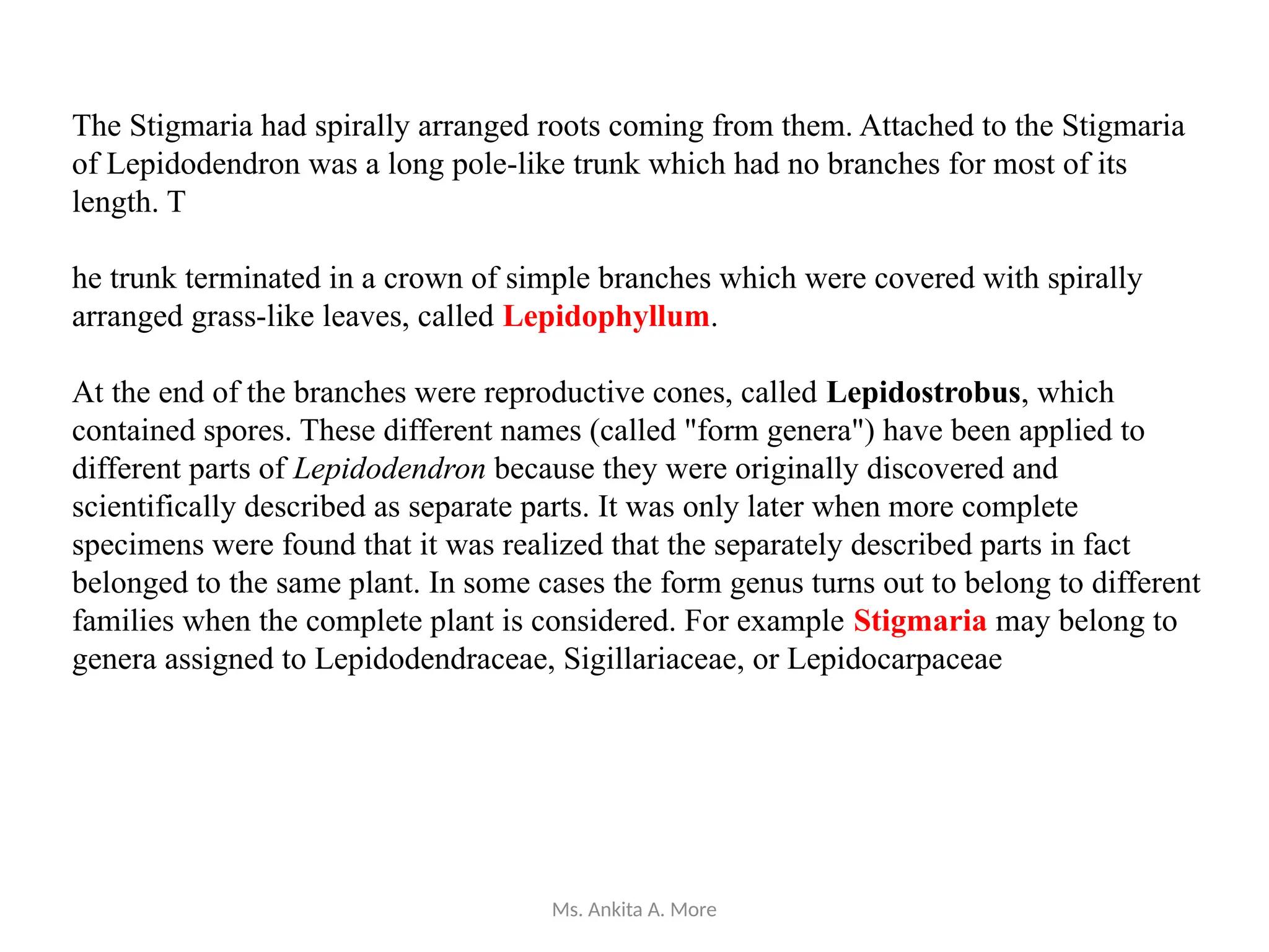 Paleobotany Calamites,Lyginopteris, Pentoxylon, Lepidodendron.pptx