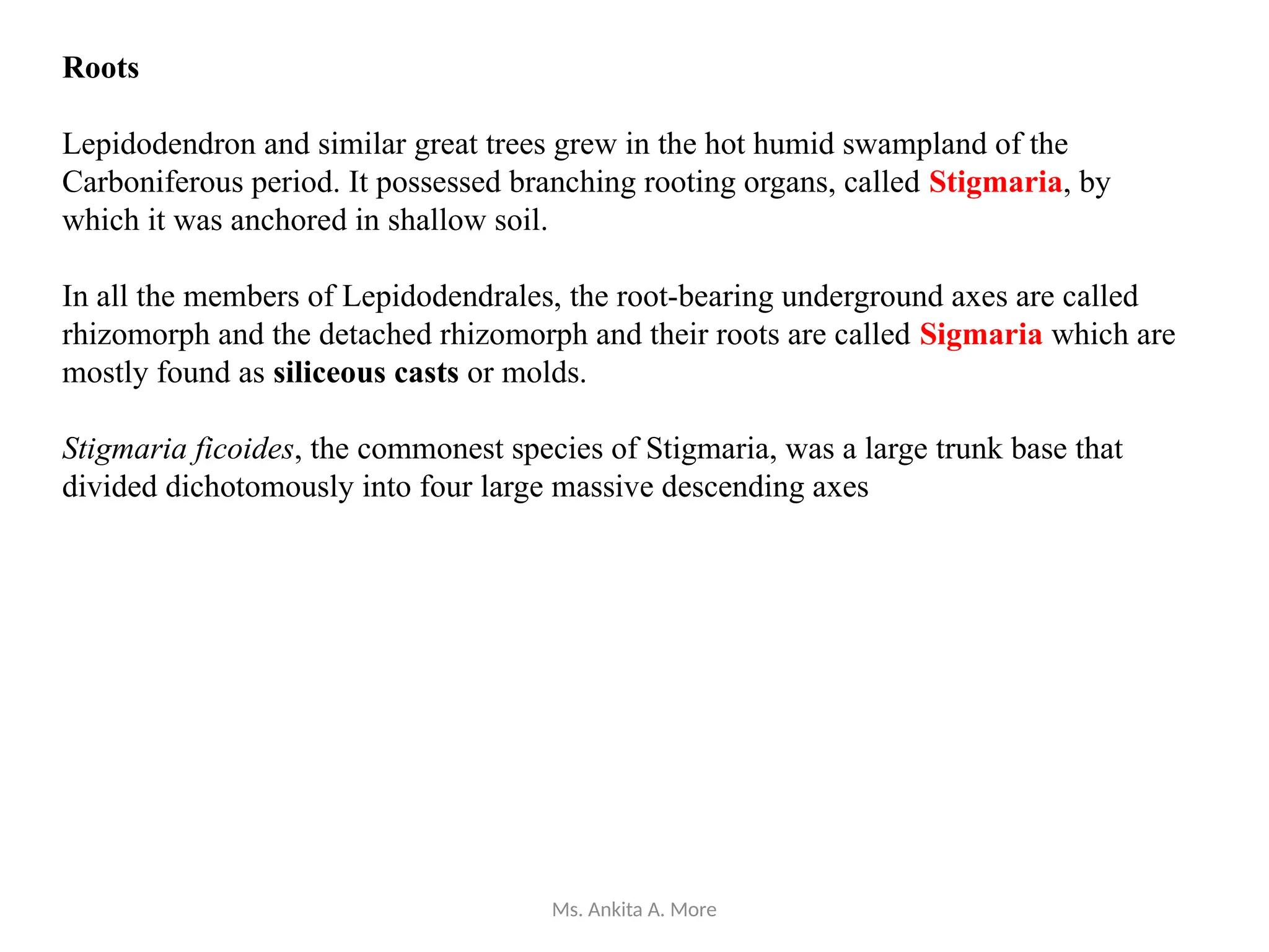 Paleobotany Calamites,Lyginopteris, Pentoxylon, Lepidodendron.pptx