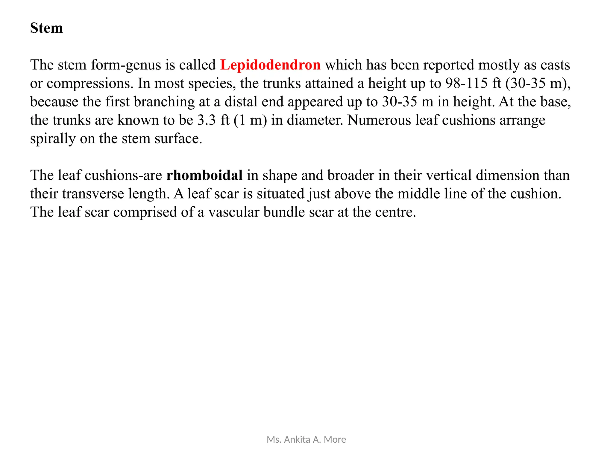 Paleobotany Calamites,Lyginopteris, Pentoxylon, Lepidodendron.pptx
