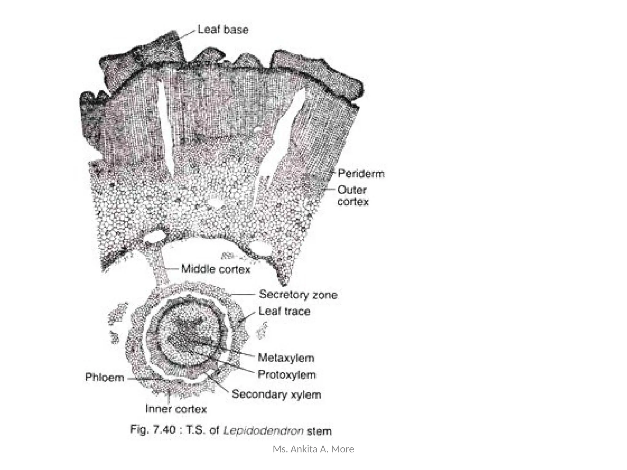 Paleobotany Calamites,Lyginopteris, Pentoxylon, Lepidodendron.pptx