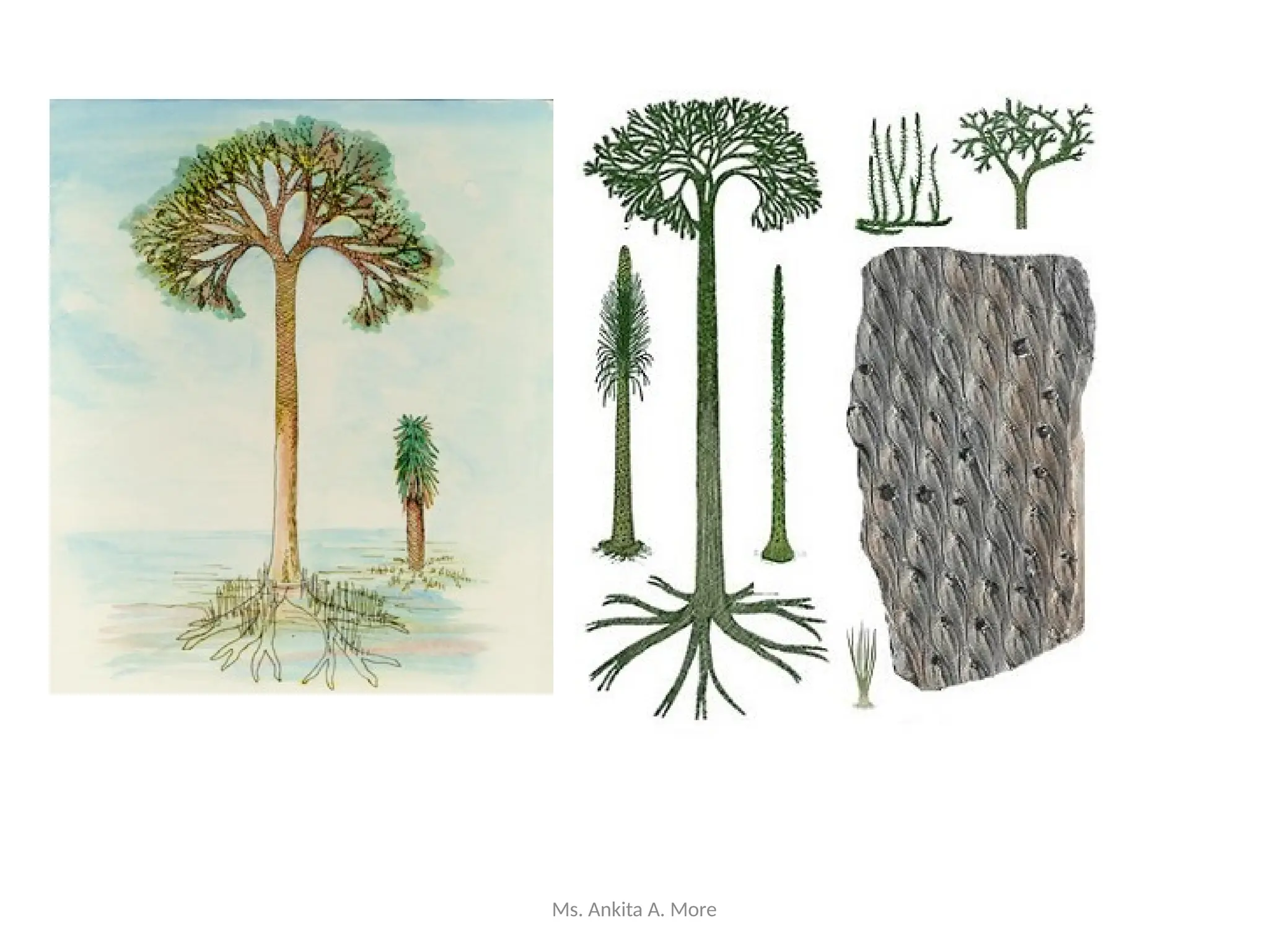 Paleobotany Calamites,Lyginopteris, Pentoxylon, Lepidodendron.pptx