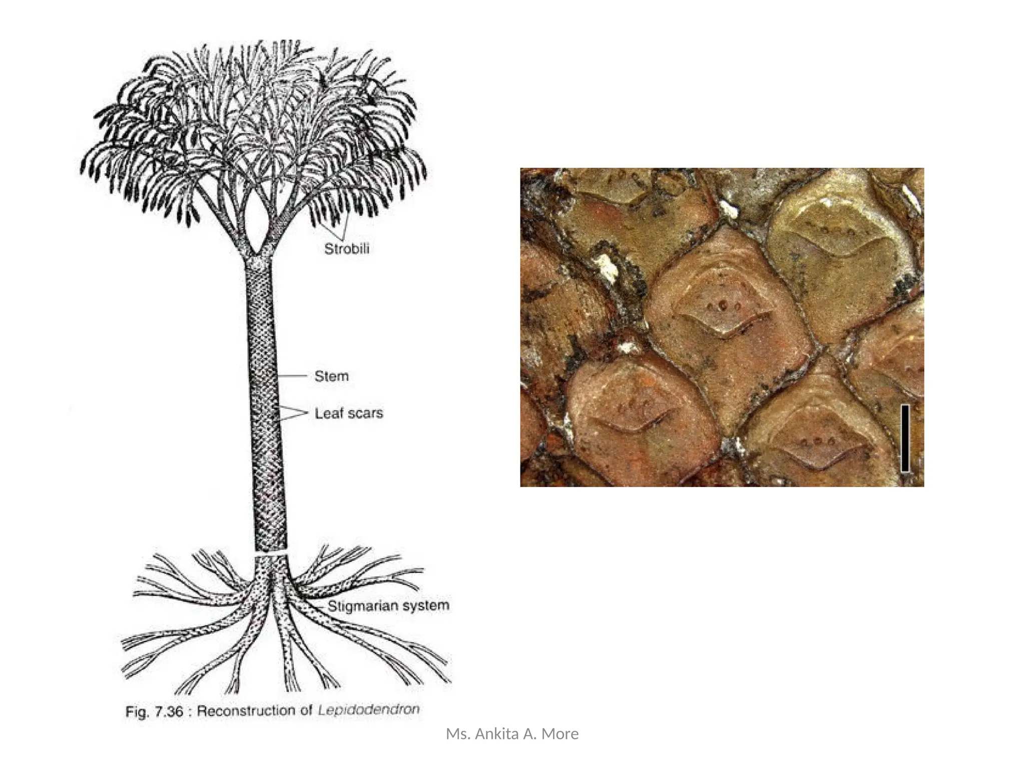 Paleobotany Calamites,Lyginopteris, Pentoxylon, Lepidodendron.pptx