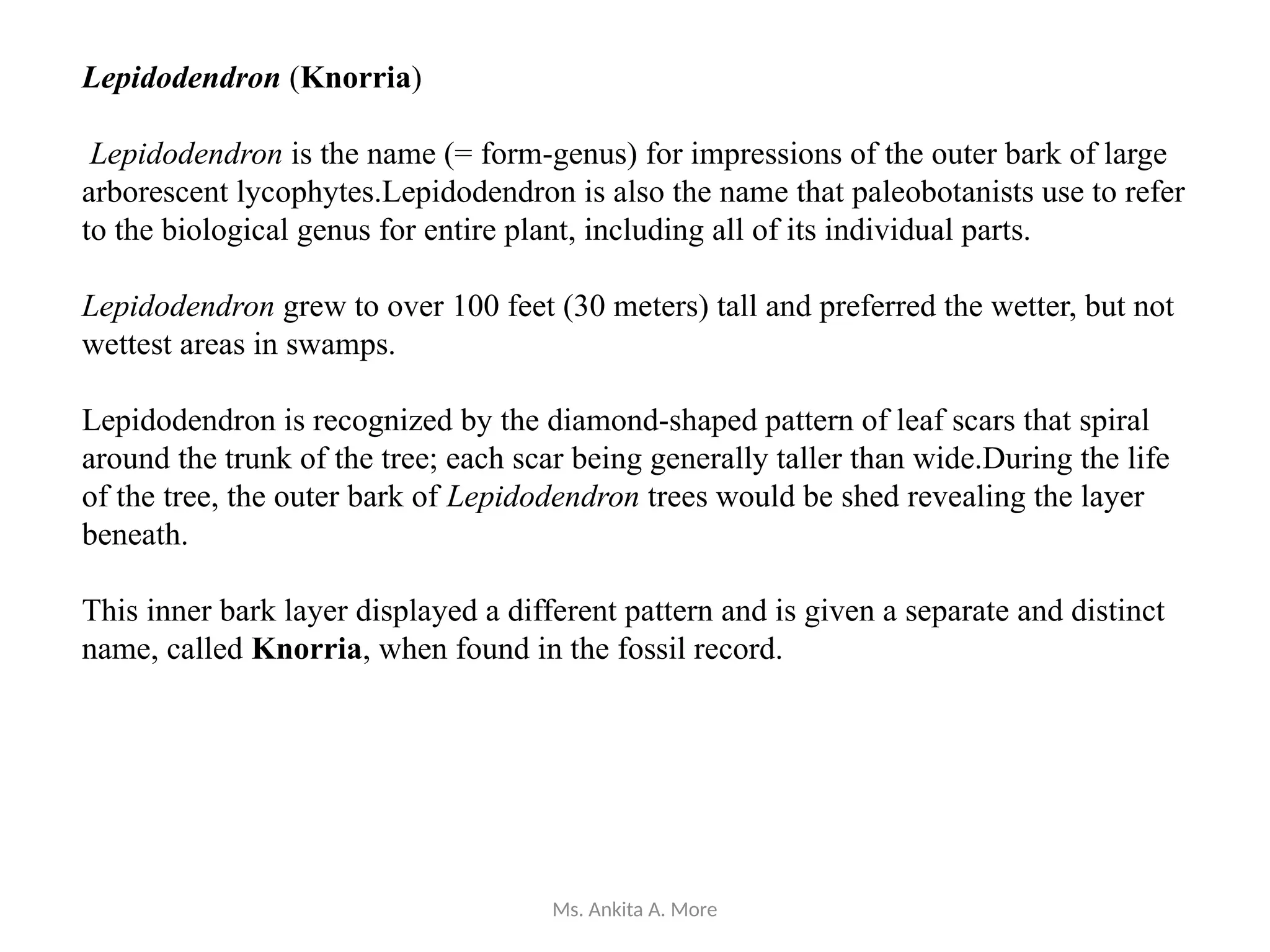 Paleobotany Calamites,Lyginopteris, Pentoxylon, Lepidodendron.pptx