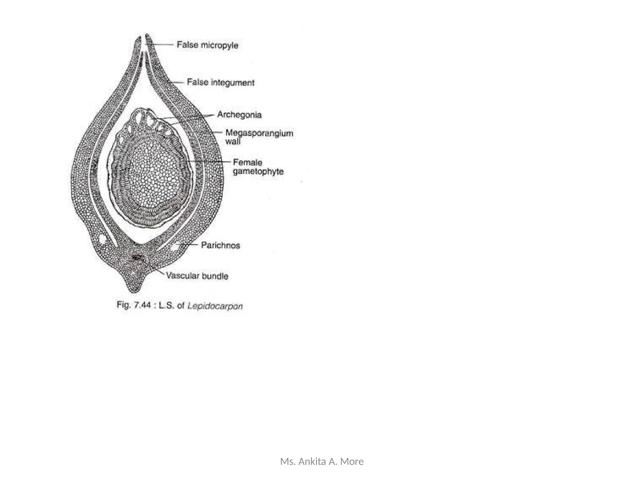 Paleobotany Calamites,Lyginopteris, Pentoxylon, Lepidodendron.pptx