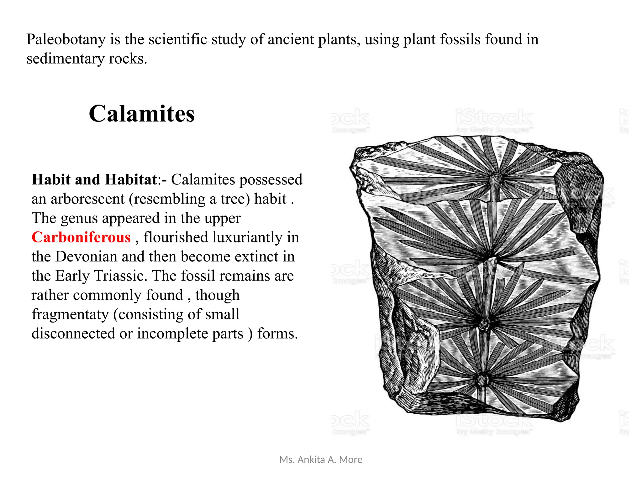 Paleobotany Calamites,Lyginopteris, Pentoxylon, Lepidodendron.pptx ...