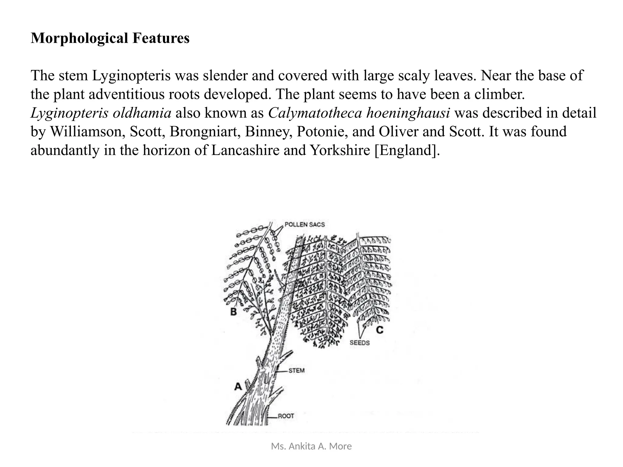 Paleobotany Calamites,Lyginopteris, Pentoxylon, Lepidodendron.pptx