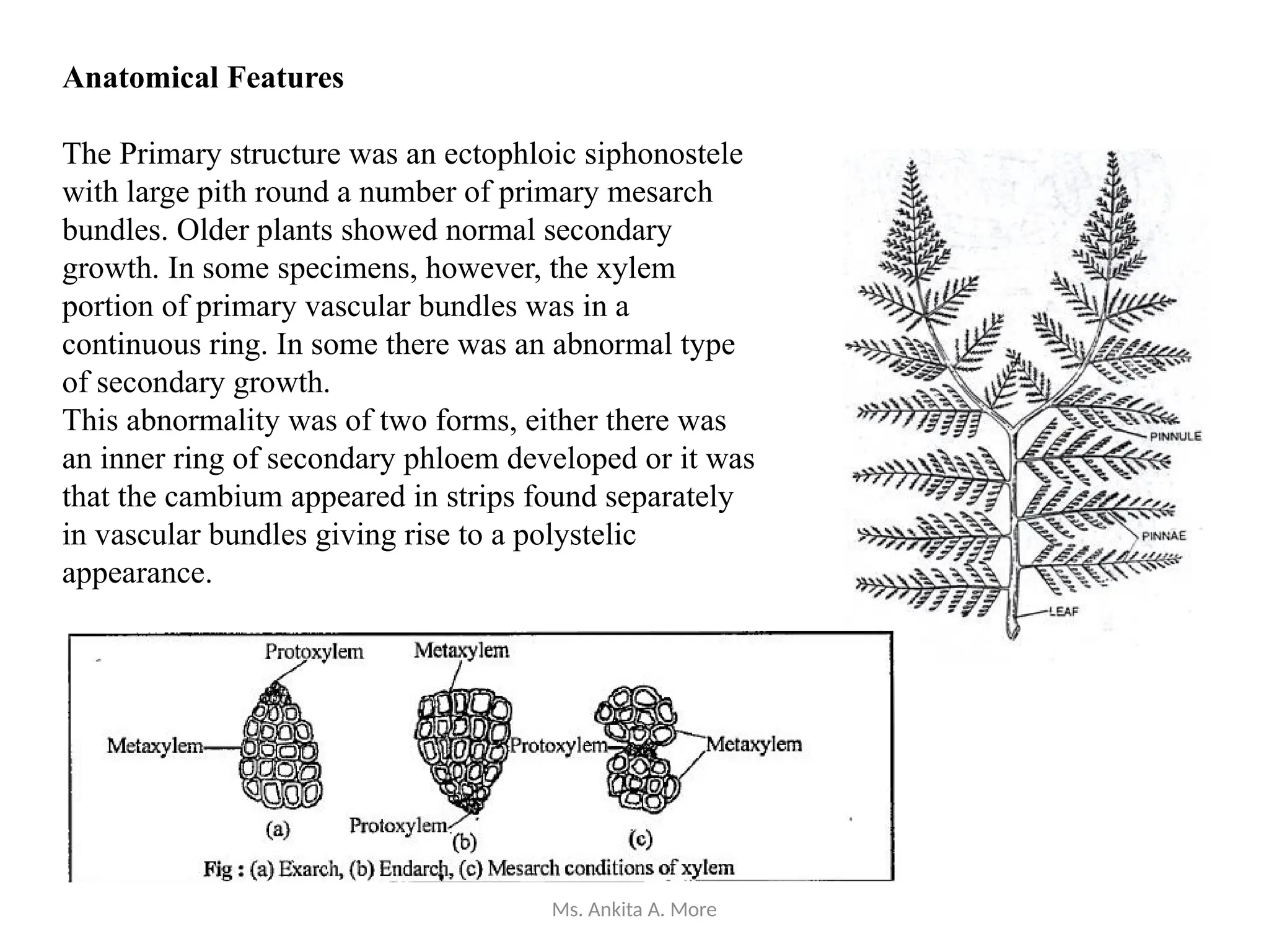 Paleobotany Calamites,Lyginopteris, Pentoxylon, Lepidodendron.pptx