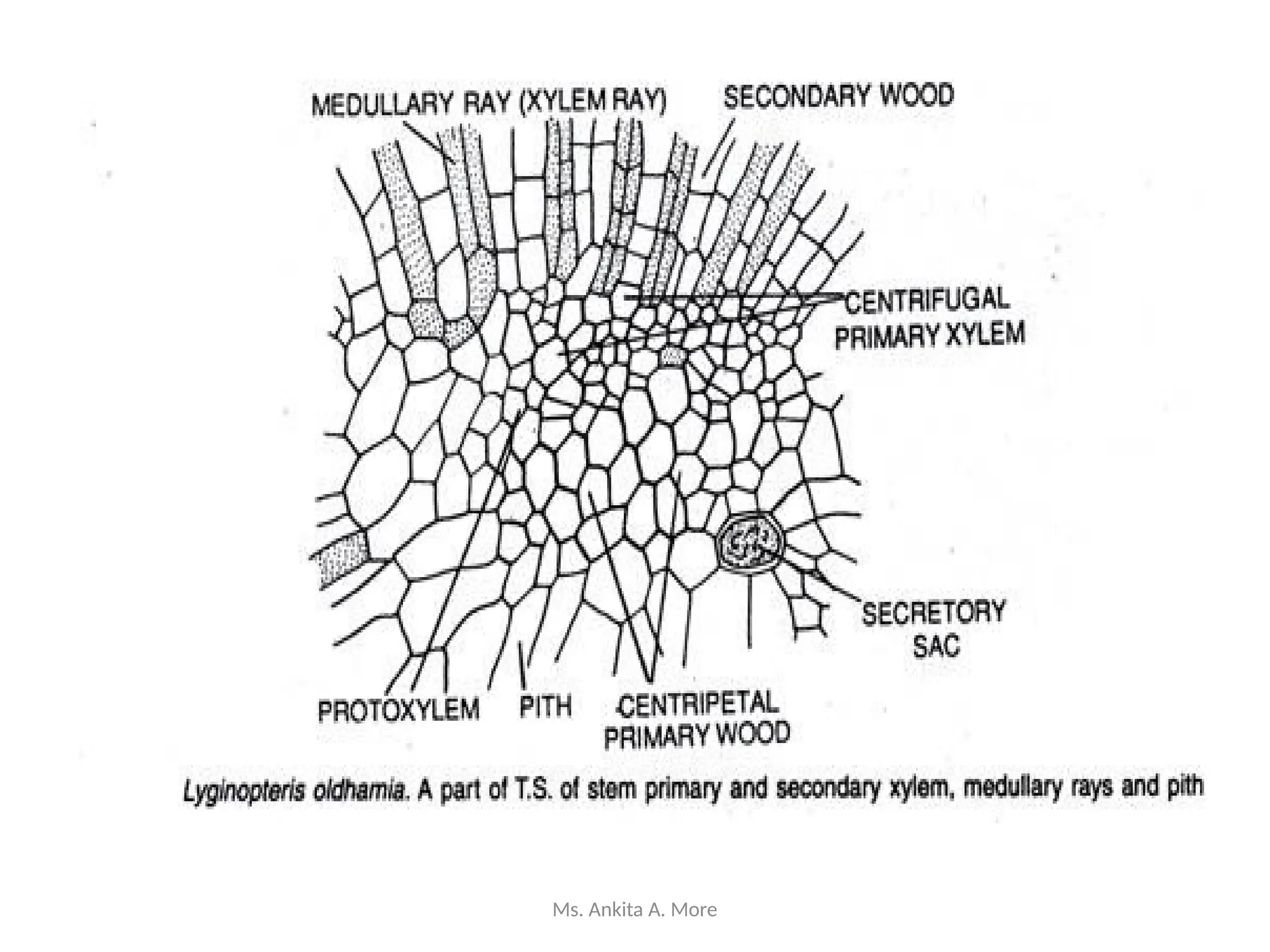 Paleobotany Calamites,Lyginopteris, Pentoxylon, Lepidodendron.pptx