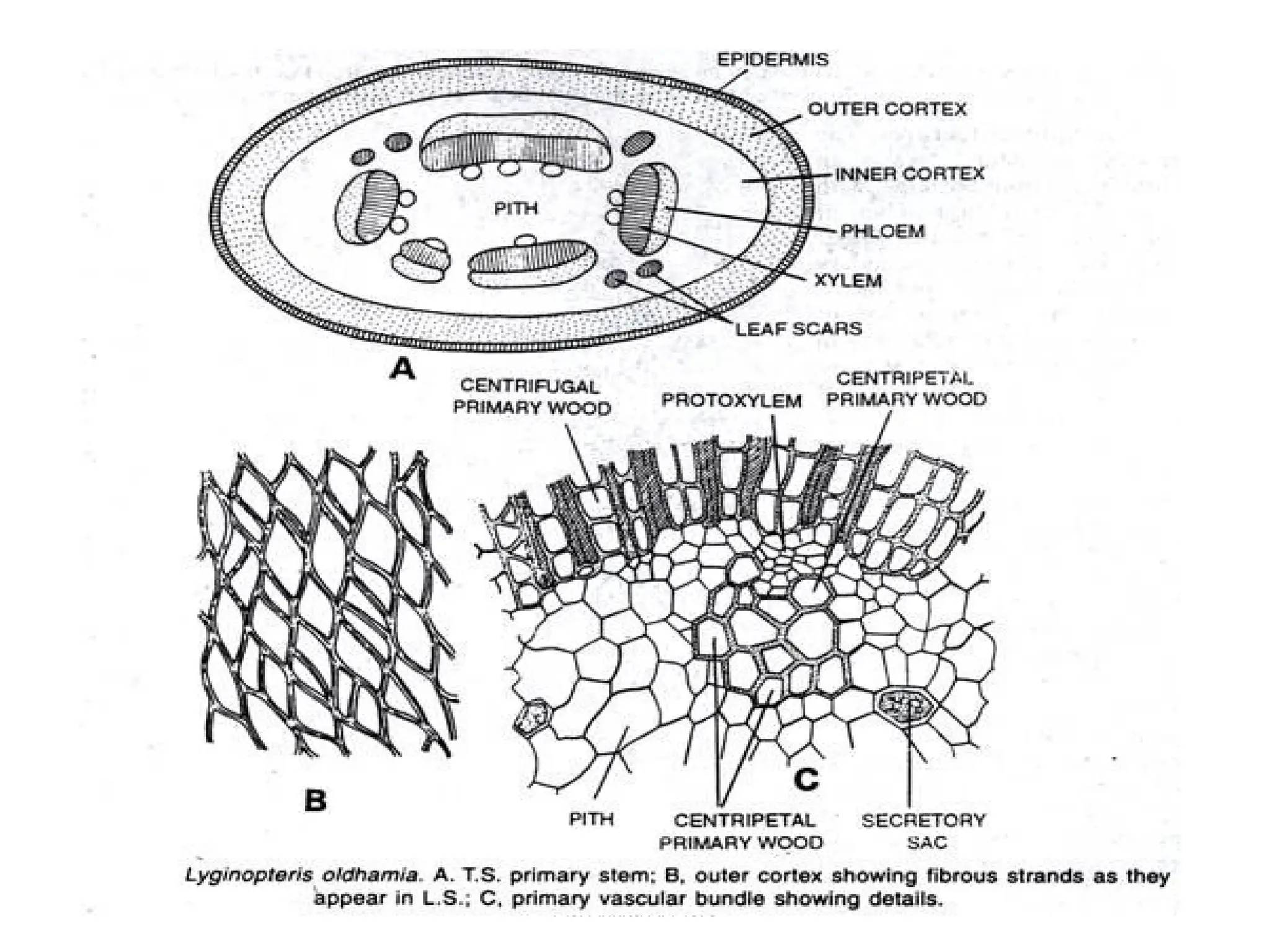 Paleobotany Calamites,Lyginopteris, Pentoxylon, Lepidodendron.pptx