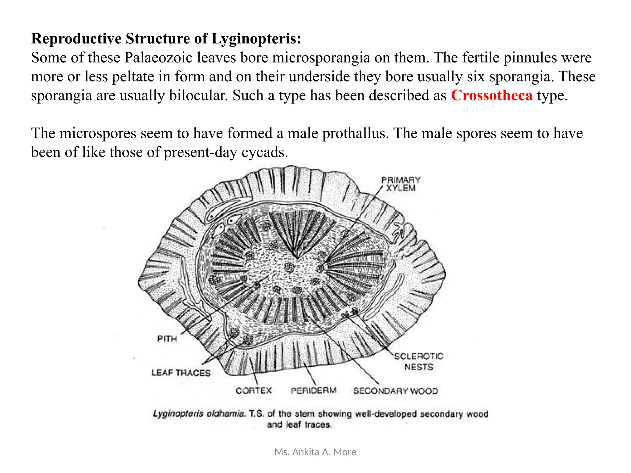 Paleobotany Calamites,Lyginopteris, Pentoxylon, Lepidodendron.pptx ...