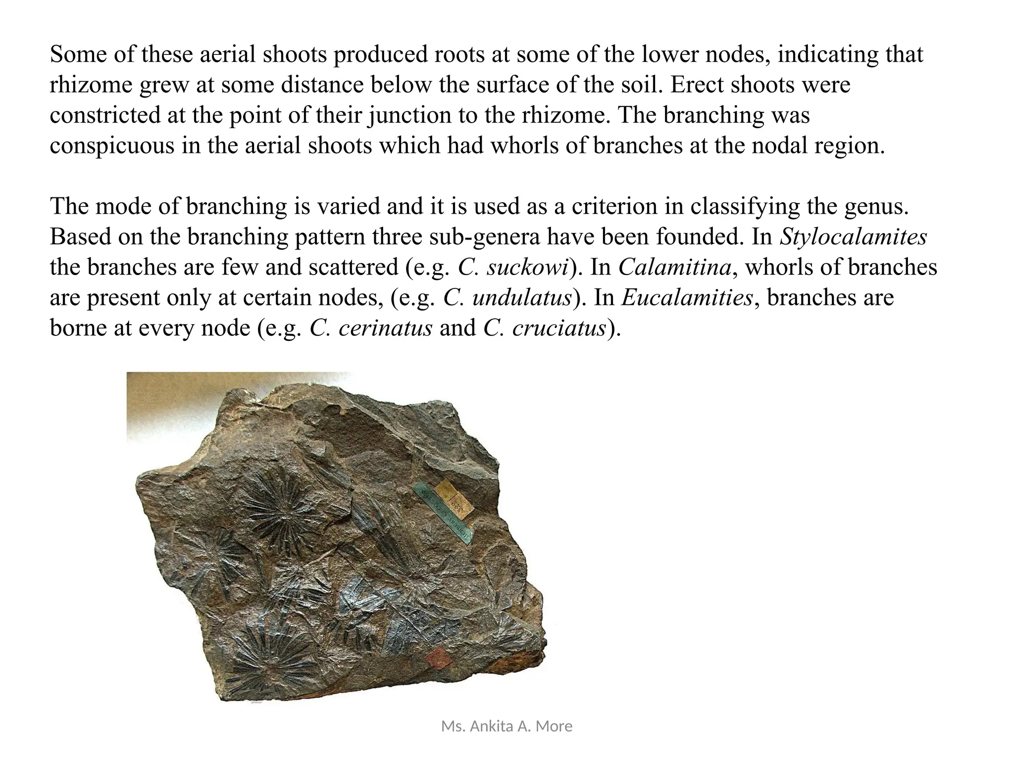 Paleobotany Calamites,Lyginopteris, Pentoxylon, Lepidodendron.pptx