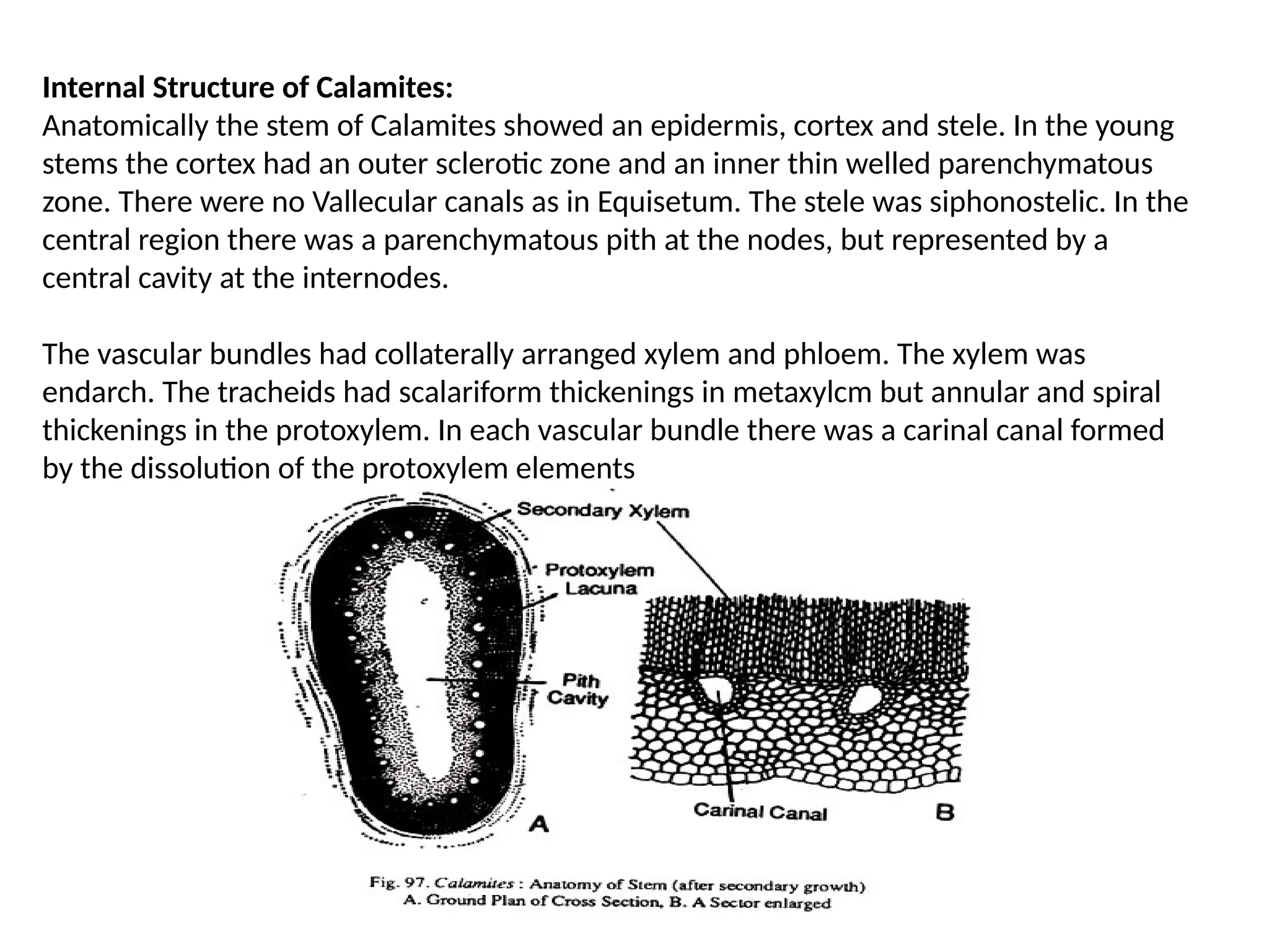 Paleobotany Calamites,Lyginopteris, Pentoxylon, Lepidodendron.pptx