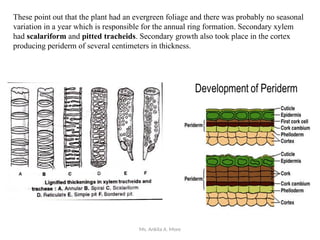 Paleobotany Calamites,Lyginopteris, Pentoxylon, Lepidodendron.pptx