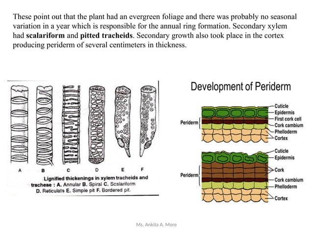 Paleobotany Calamites,Lyginopteris, Pentoxylon, Lepidodendron.pptx ...